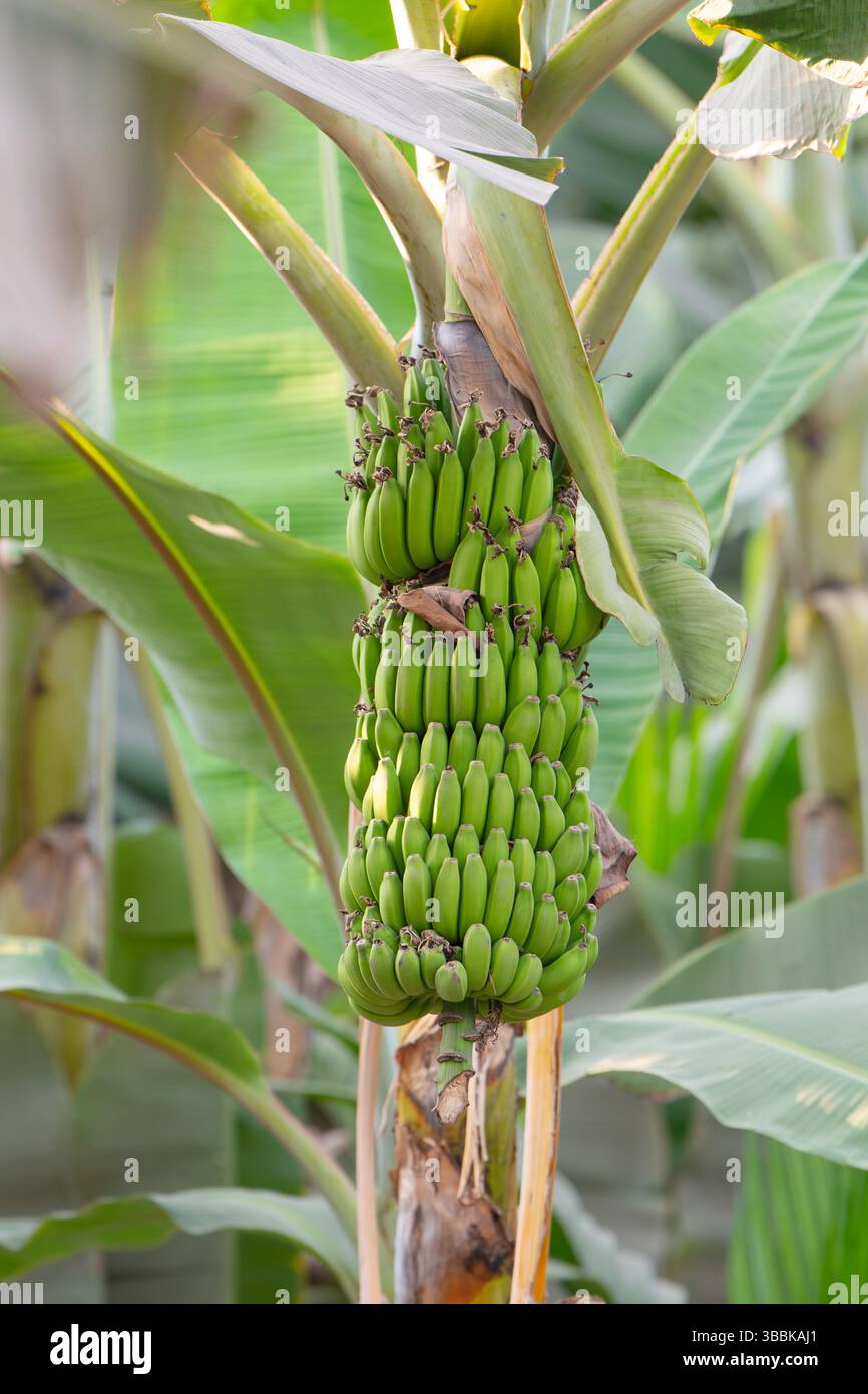 Unripe green banana growing on plant, tropical fruit plantation in ...