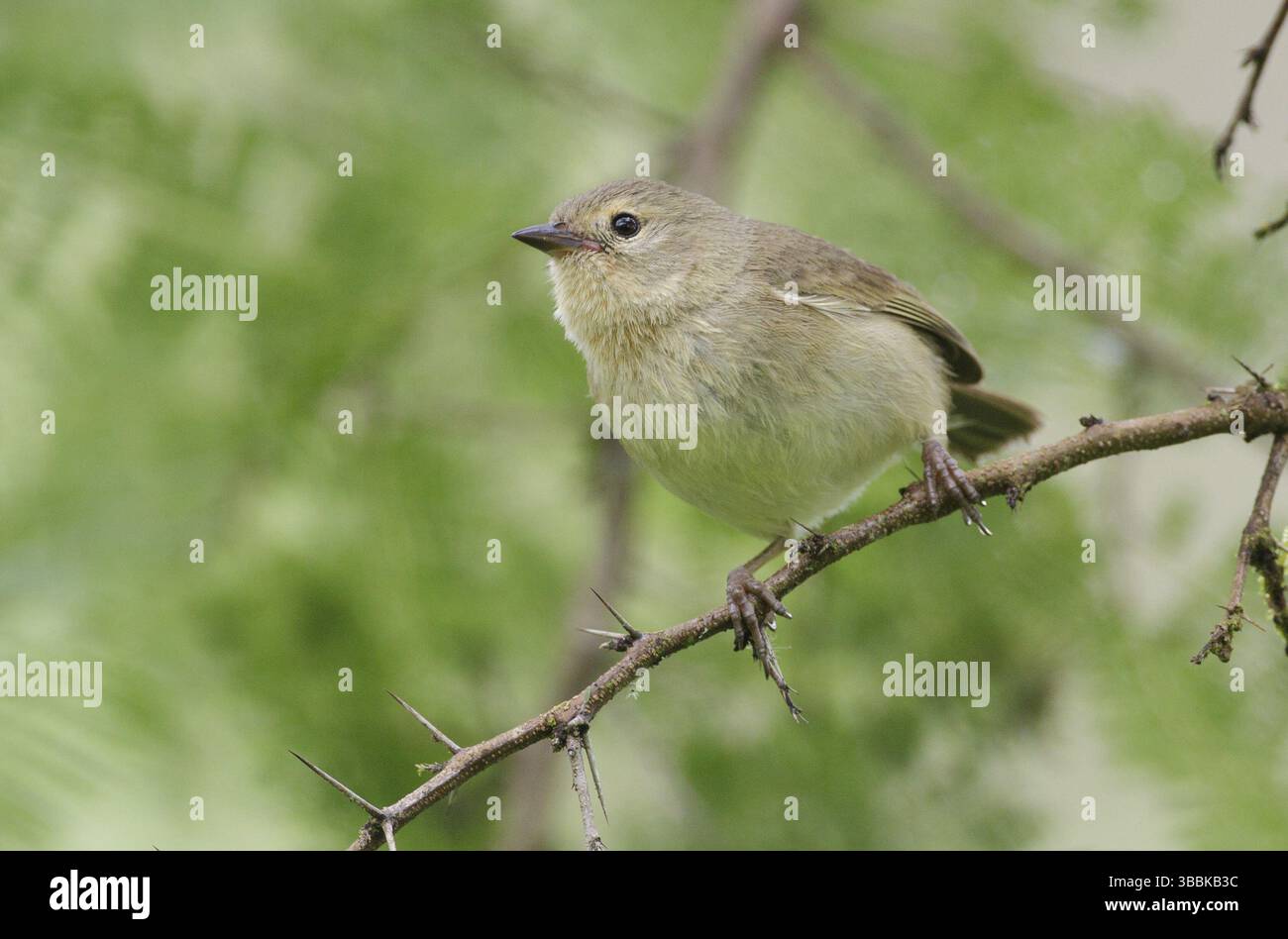 Grey Warbler-Finch (Certhidea fusca), Galapagos, Ecuador, South America ...