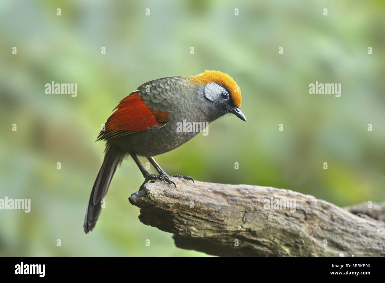 Red-tailed Laughingthrush (Trochalopteron milnei), Yunnan, China, Asia ...