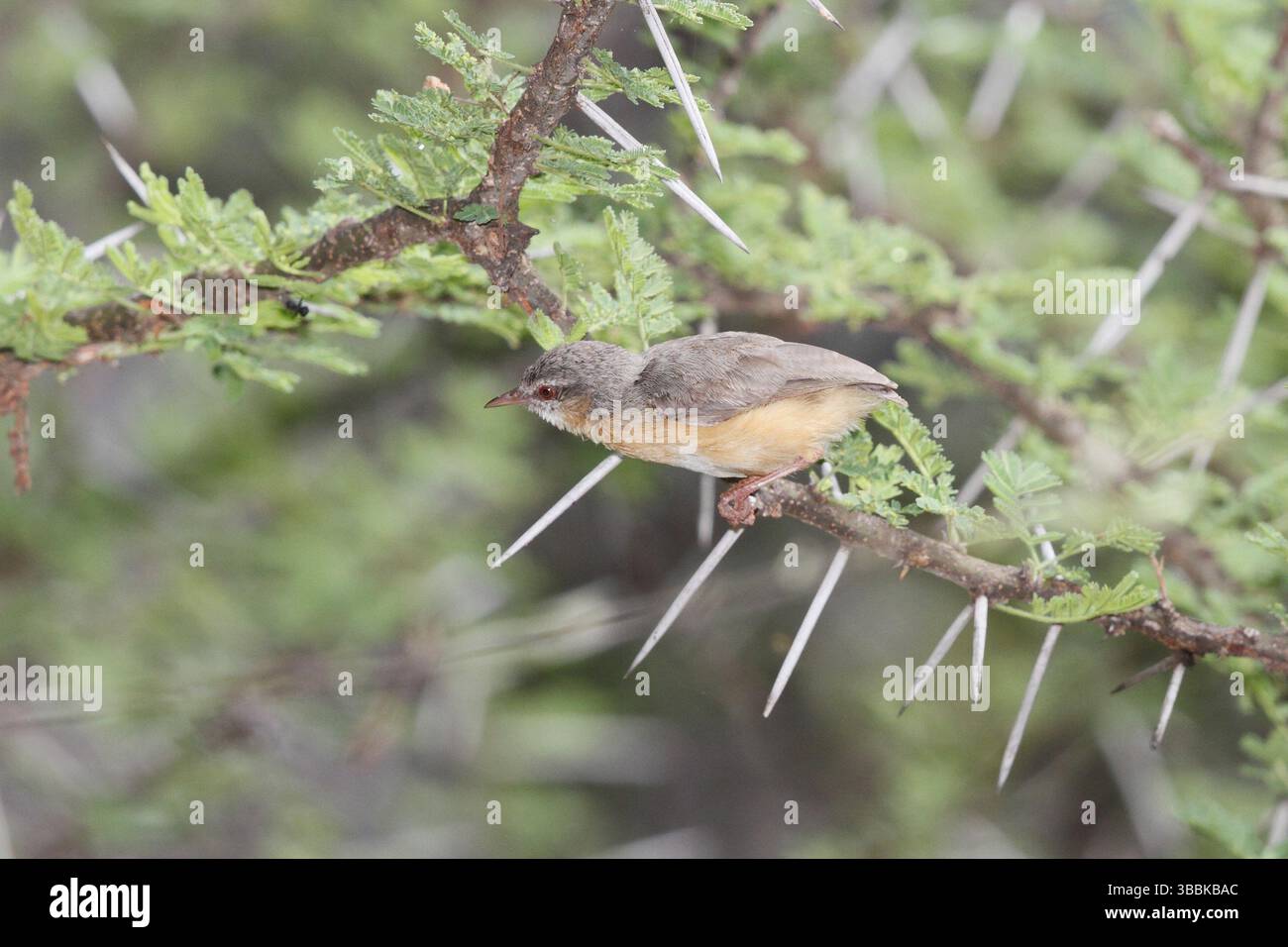 Northern Crombec, Sylvietta brachyura Stock Photo - Alamy