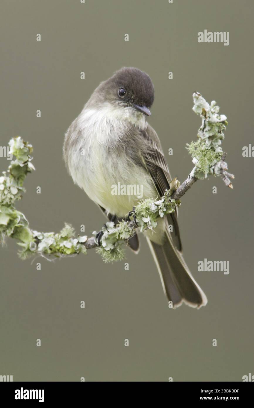 Eastern Phoebe (Sayornis phoebe), Texas, USA, North America Stock Photo ...