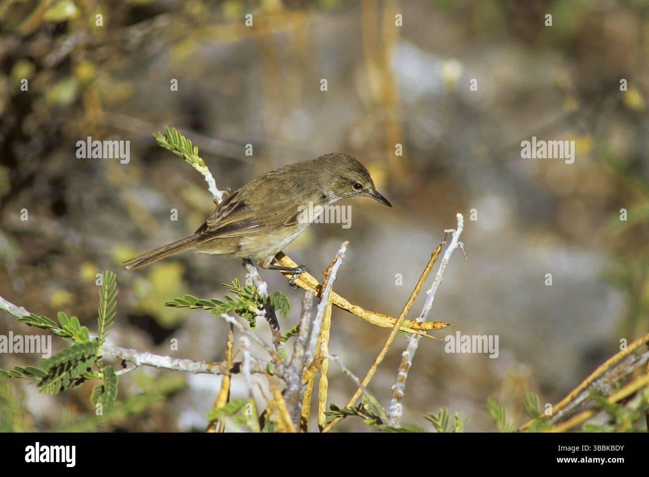 Millerbird, Nihoa Millerbird, Acrocephalus familiarus, endangered Stock ...