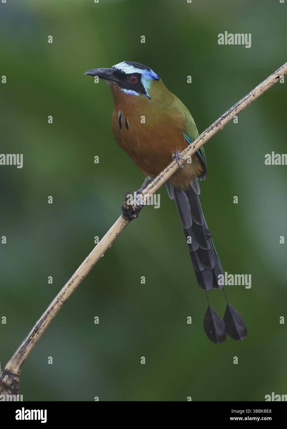 Trinidad Motmot (Momotus bahamensis), Trinidad and Tobago, Central ...