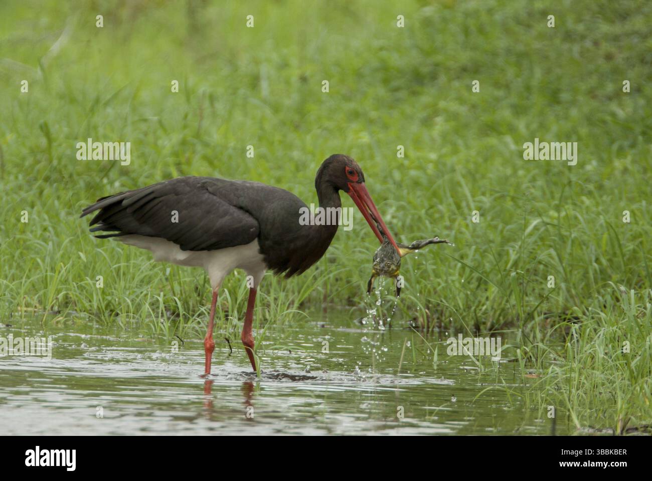 Black Stork (Ciconia nigra) with captured frog, Mpumalanga, South ...