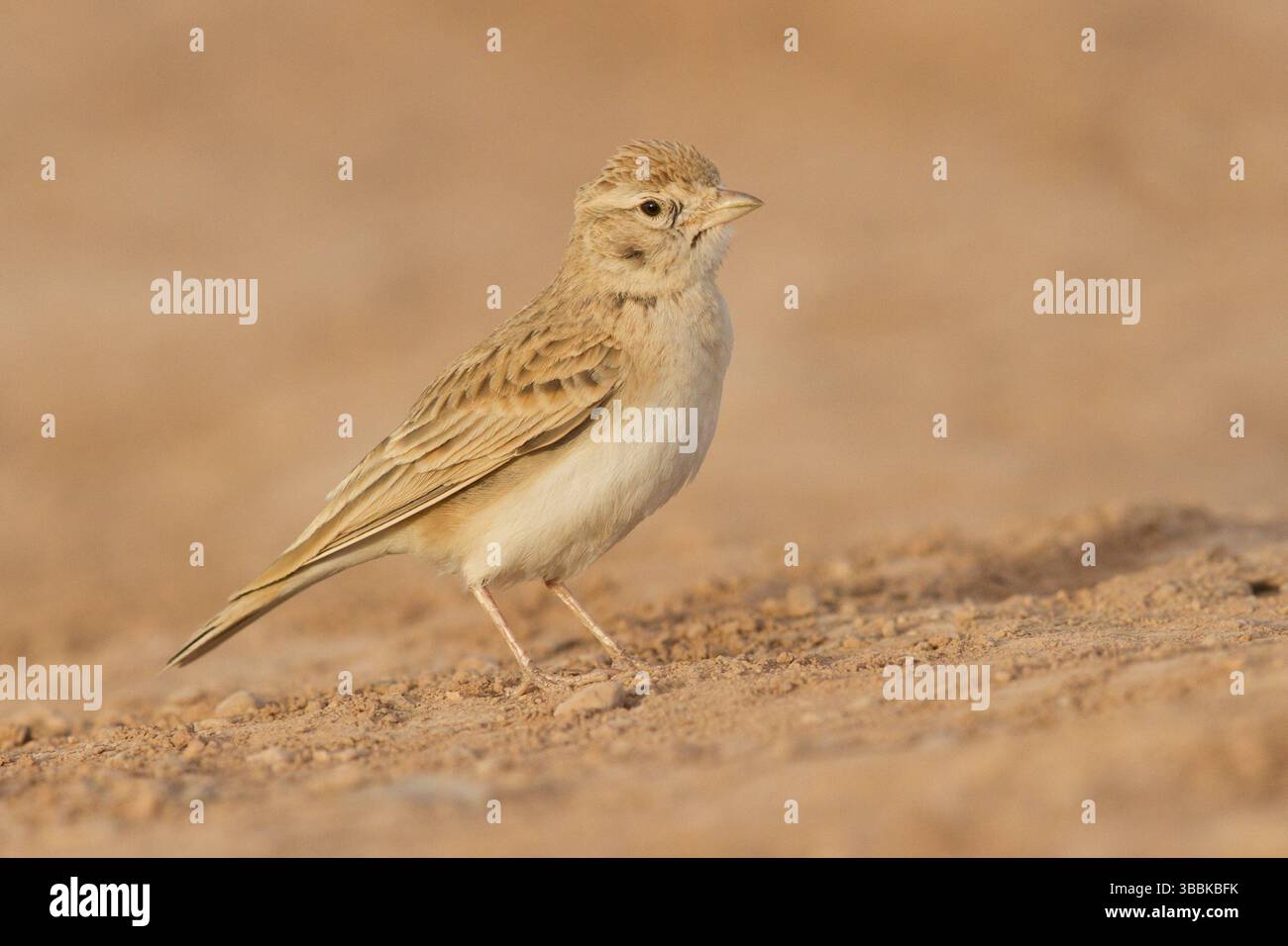 Greater Short-toed Lark (Calandrella brachydactyla), Morocco, Africa ...