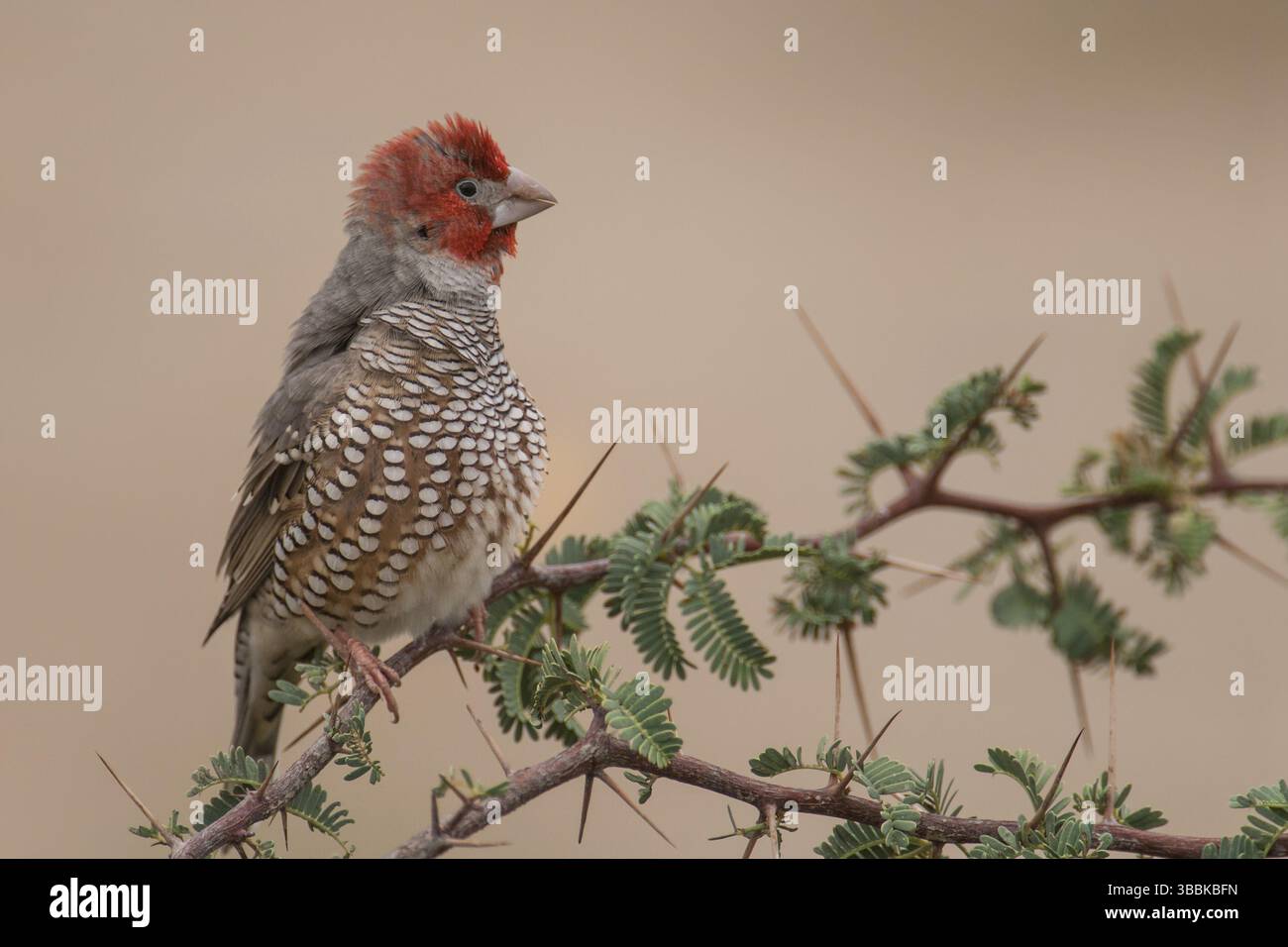 Red-headed Finch (Amadina erythrocephala) male, Northern Cape, South ...