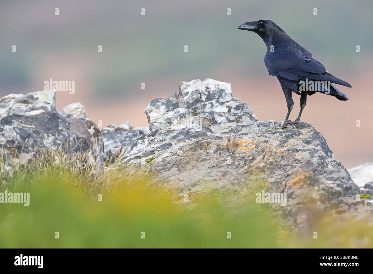 Kolkrabe, Common Raven, Raven, Corvus corax, Grand Corbeau, Cuervo ...