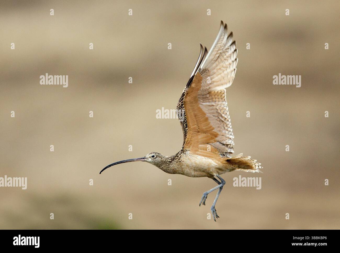 Curlew sandpiper birds landing hi-res stock photography and images - Alamy