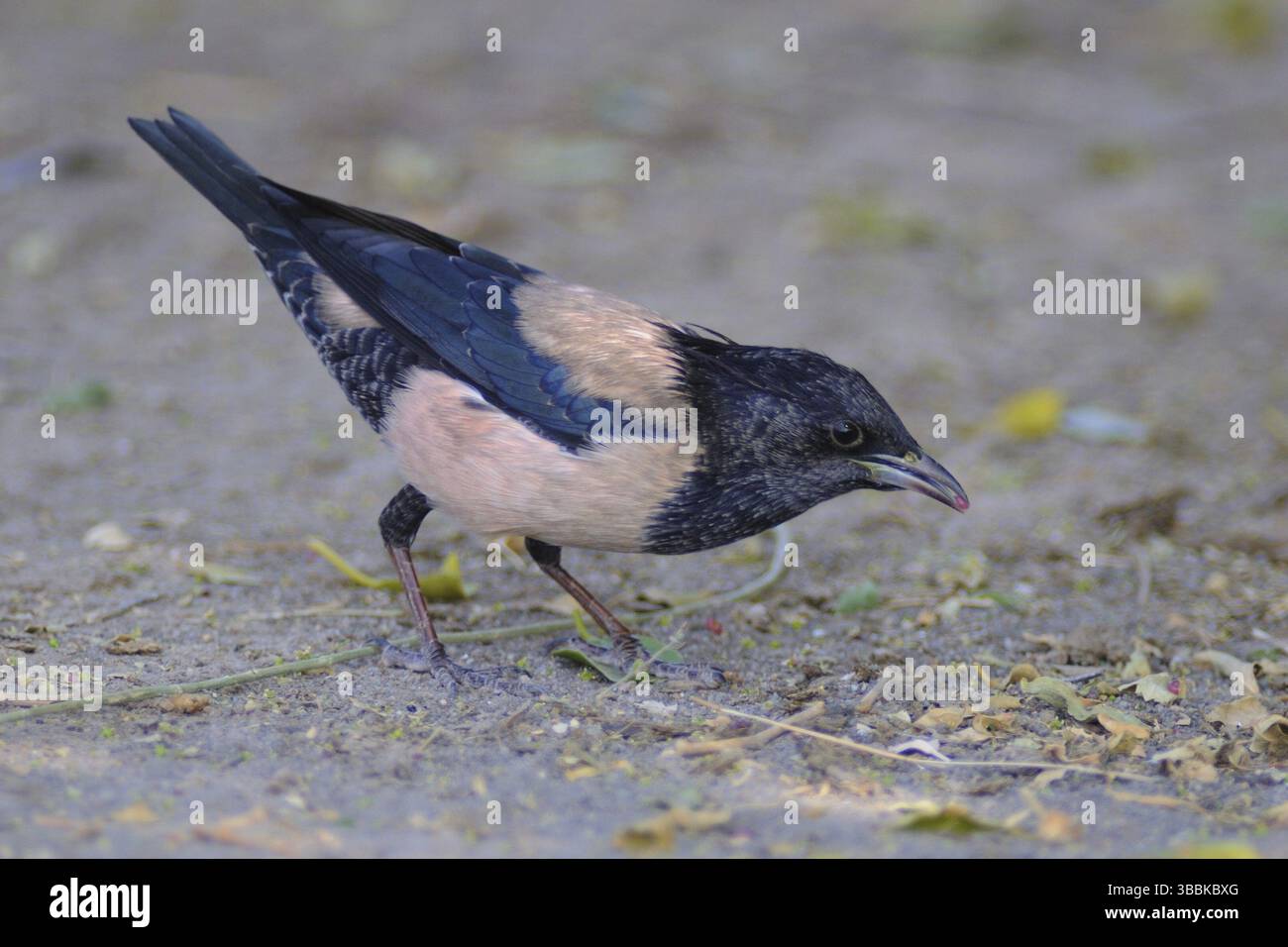 Rosy Starling (Pastor roseus) foraging, India, Asia Stock Photo - Alamy