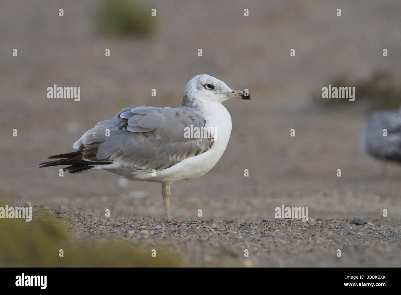 Pallas's Gull (Ichthyaetus ichthyaetus), Oman, Asia Stock Photo - Alamy