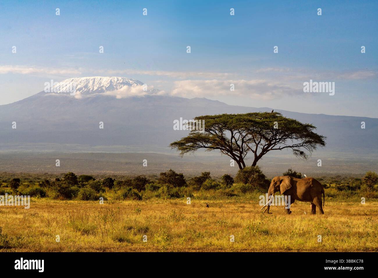 African Elephant (Loxodonta africana). The elephant known as Craig in ...