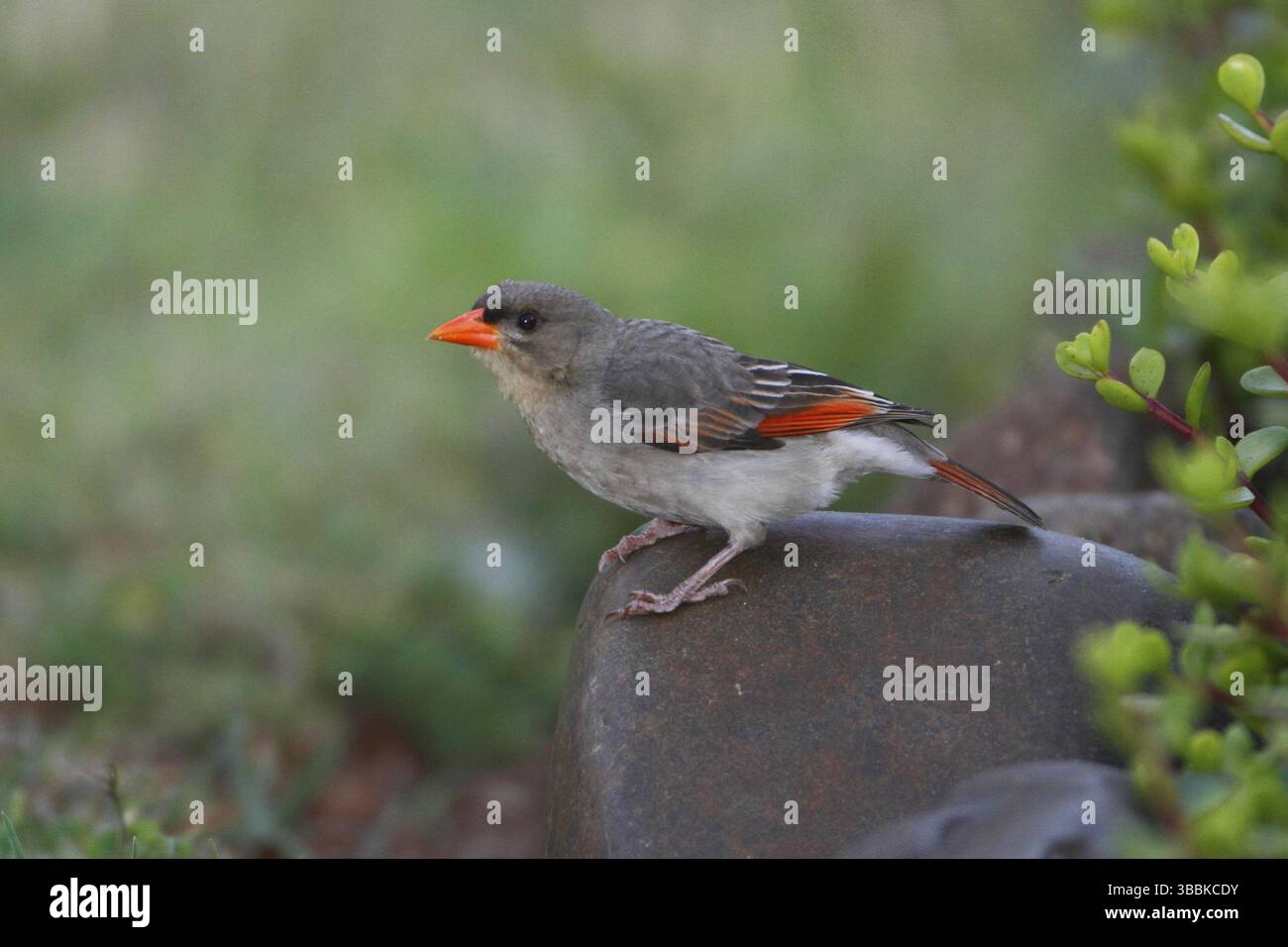 Red-headed Weaver (Anaplectes rubriceps leuconotos) female, Lake ...