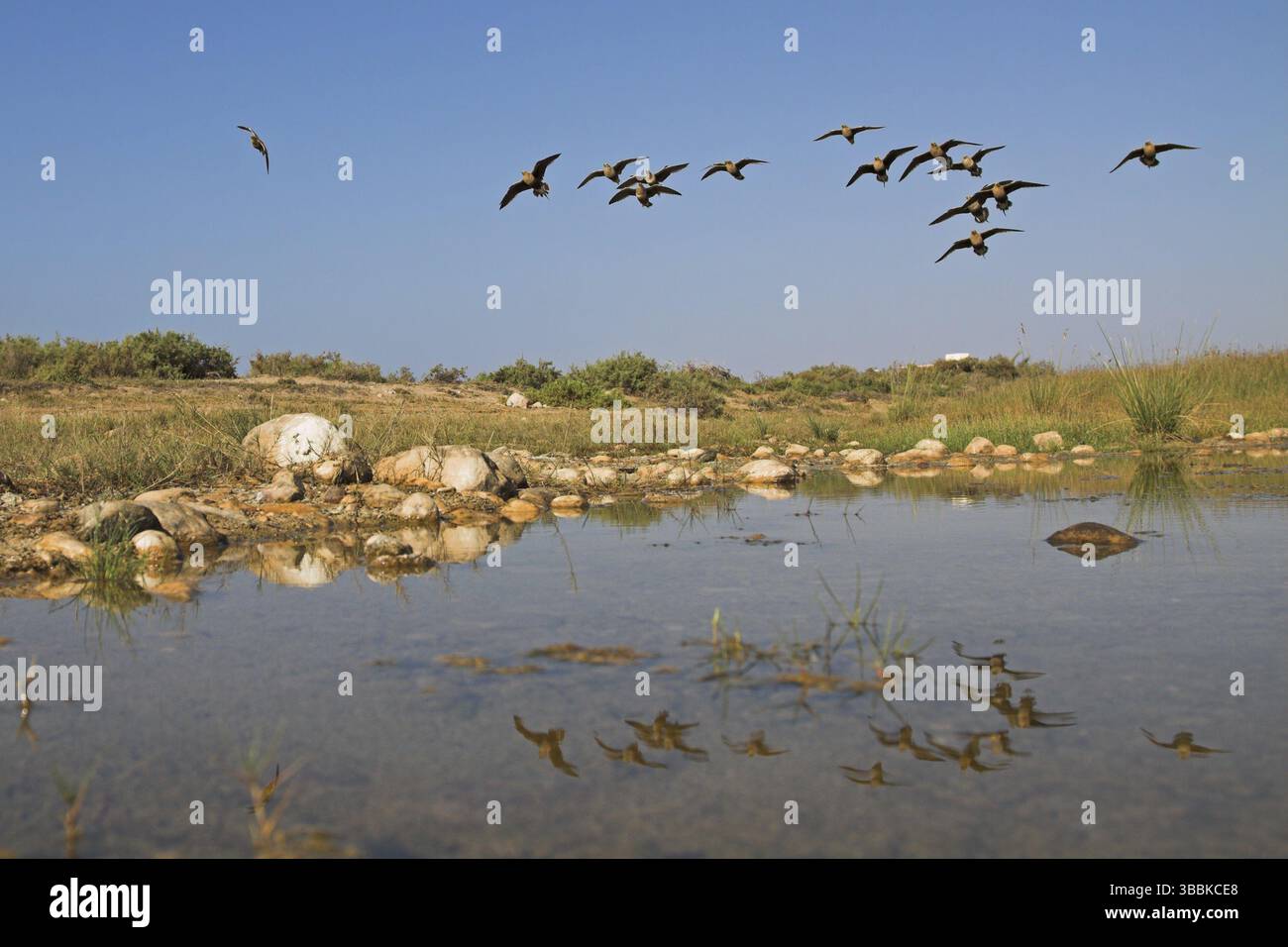 Chestnut-bellied Sandgrouse (Pterocles exustus), Oman, Asia Stock Photo ...