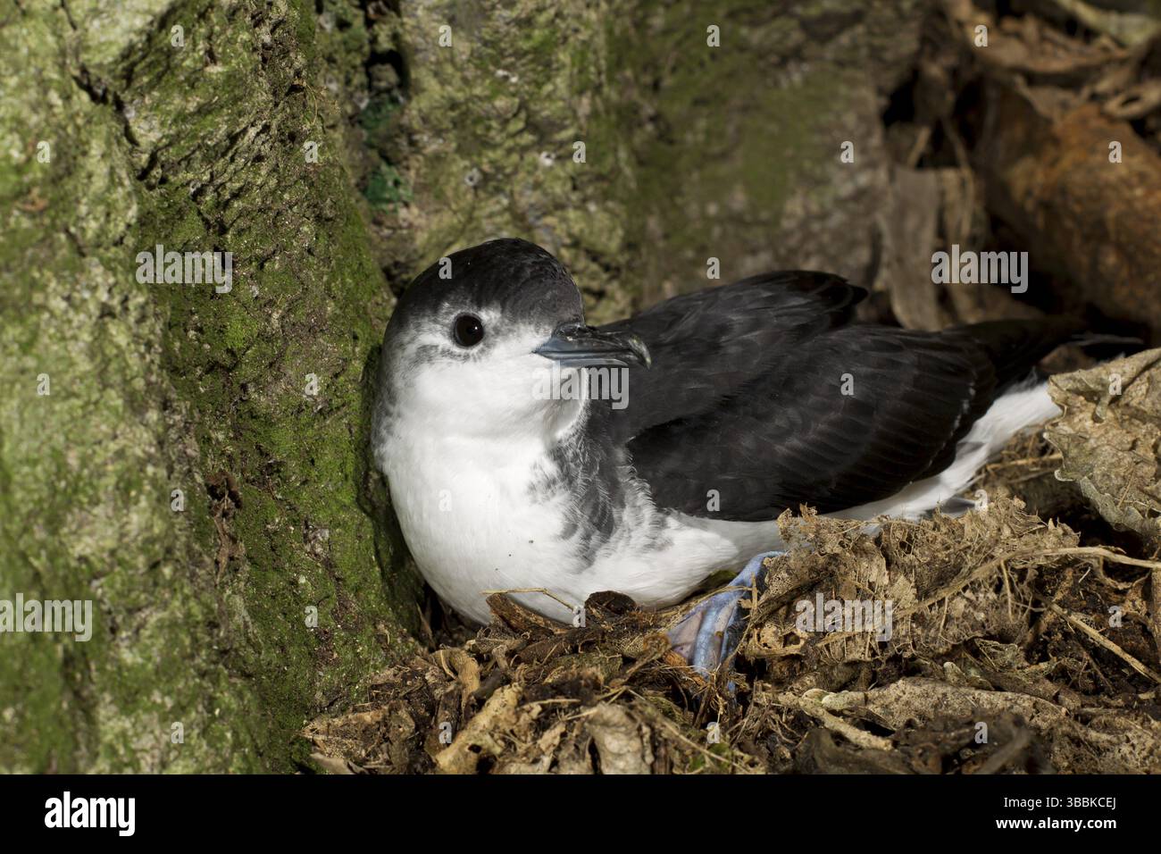 Little shearwater on the ground at night near breeding burrow Stock ...