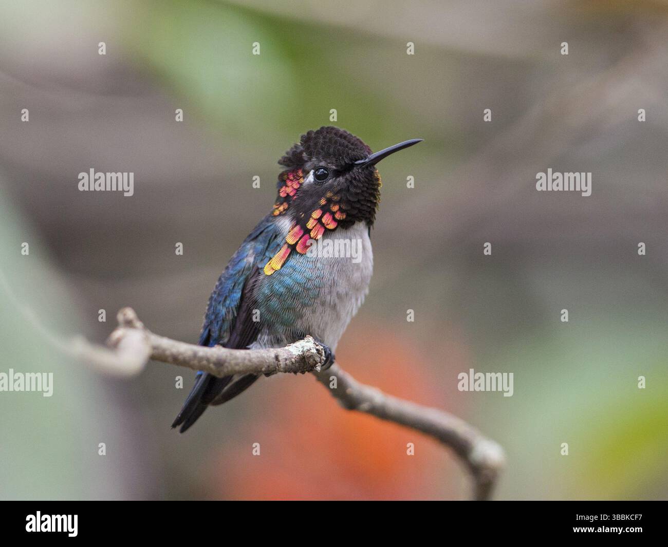 Cuban bee hummingbird hi-res stock photography and images - Alamy