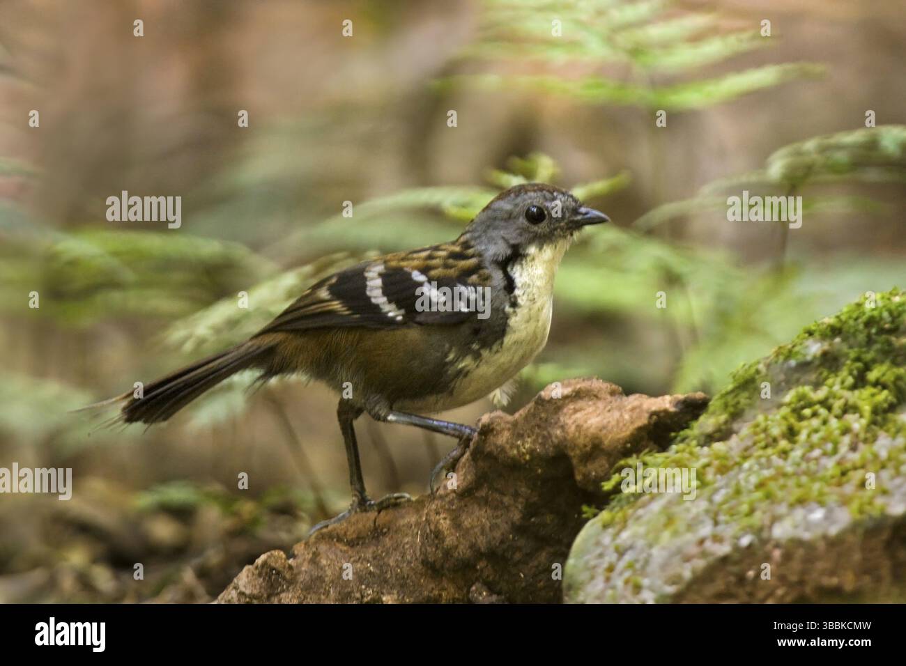 Australian Logrunner (Orthonyx temminckii) male, Queensland, Australia ...