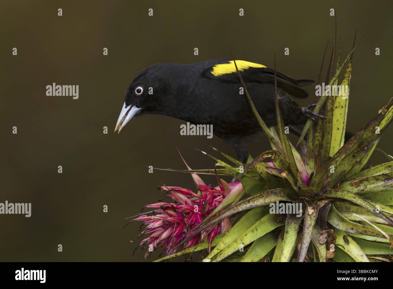 Golden-winged Cacique (Cacicus chrysopterus), Atlantic rainforest ...