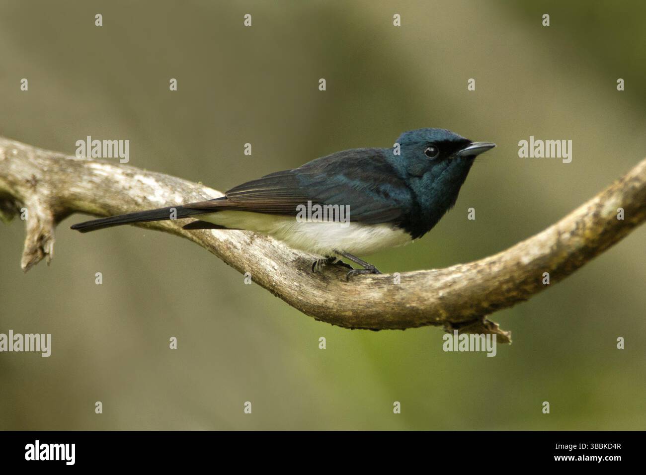 Satin Flycatcher (Myiagra cyanoleuca) male, Tasmania, Australia ...