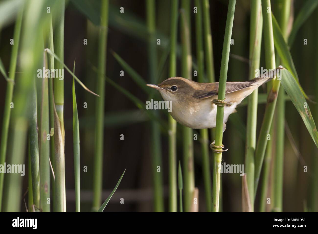 Common Reed Warbler - Teichrohrsaenger - Acrocephalus scirpaceus ssp ...