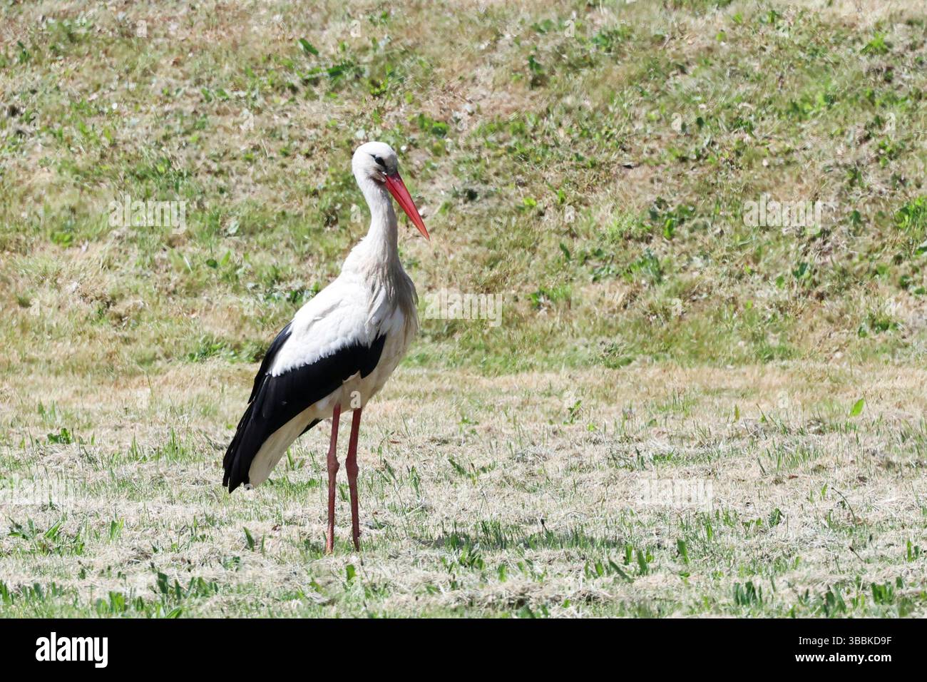 Lauenburg, Germany. 15th May, 2025. A stork stands on a mown meadow on ...