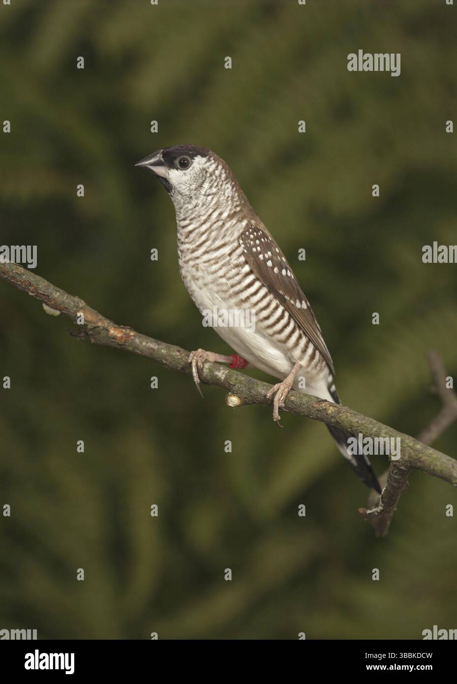 Plum-headed Finch (Neochmia modesta Stock Photo - Alamy