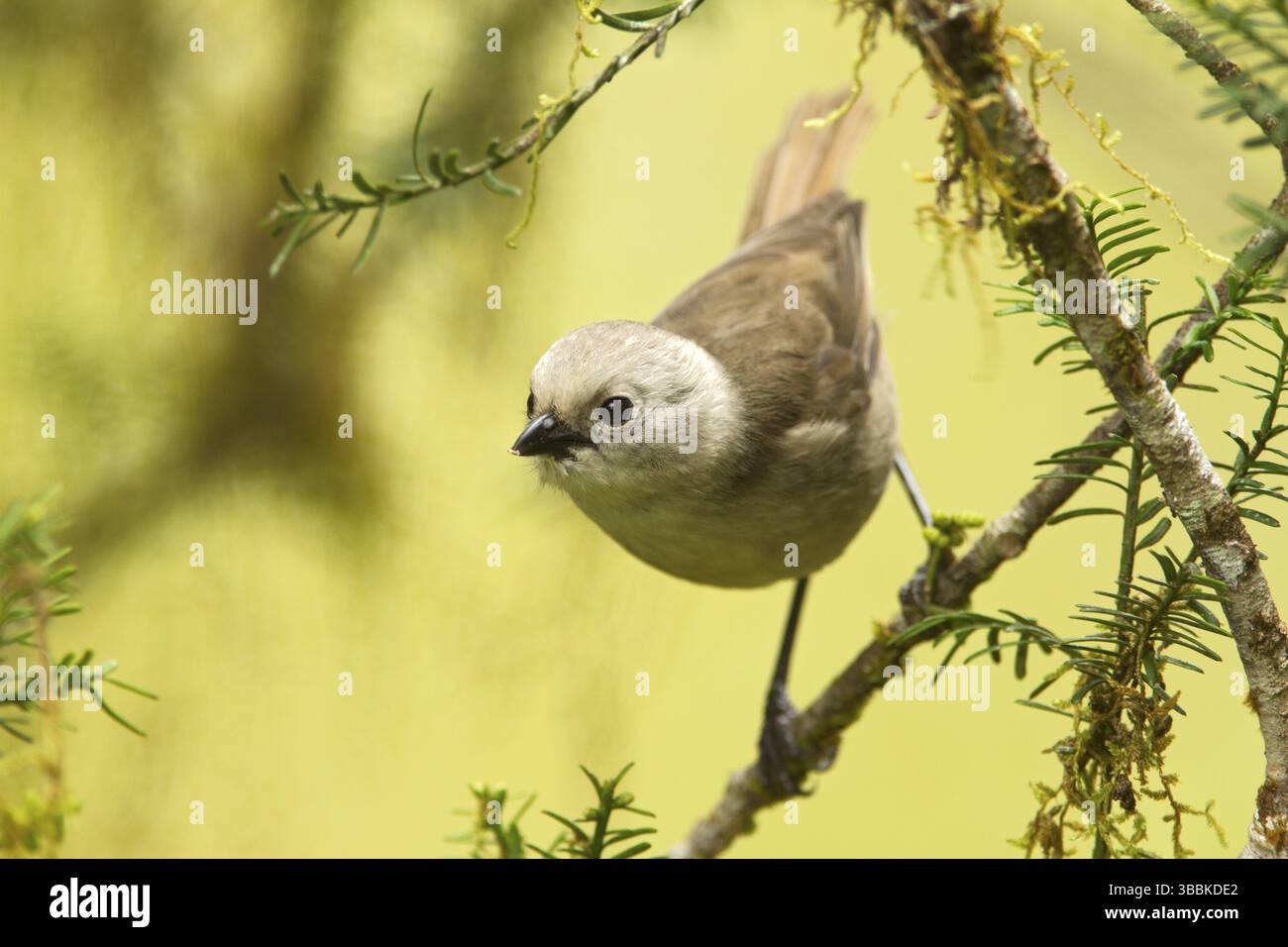 Whitehead (Mohoua albicilla), Pureora Forest Park, North Island, New ...