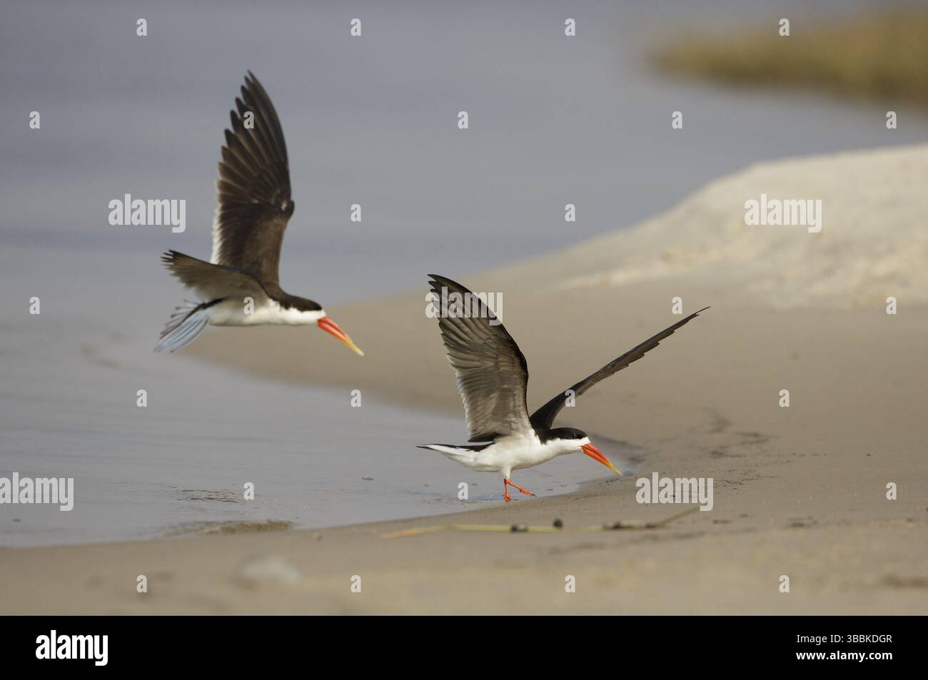 African Skimmer (Rynchops flavirostris) flying, Chobe, Botswana, Africa ...