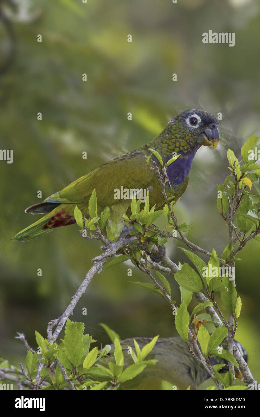 Scaly-headed Parrot (Pionus maximiliani), Mato Grosso do Sul, Brazil ...
