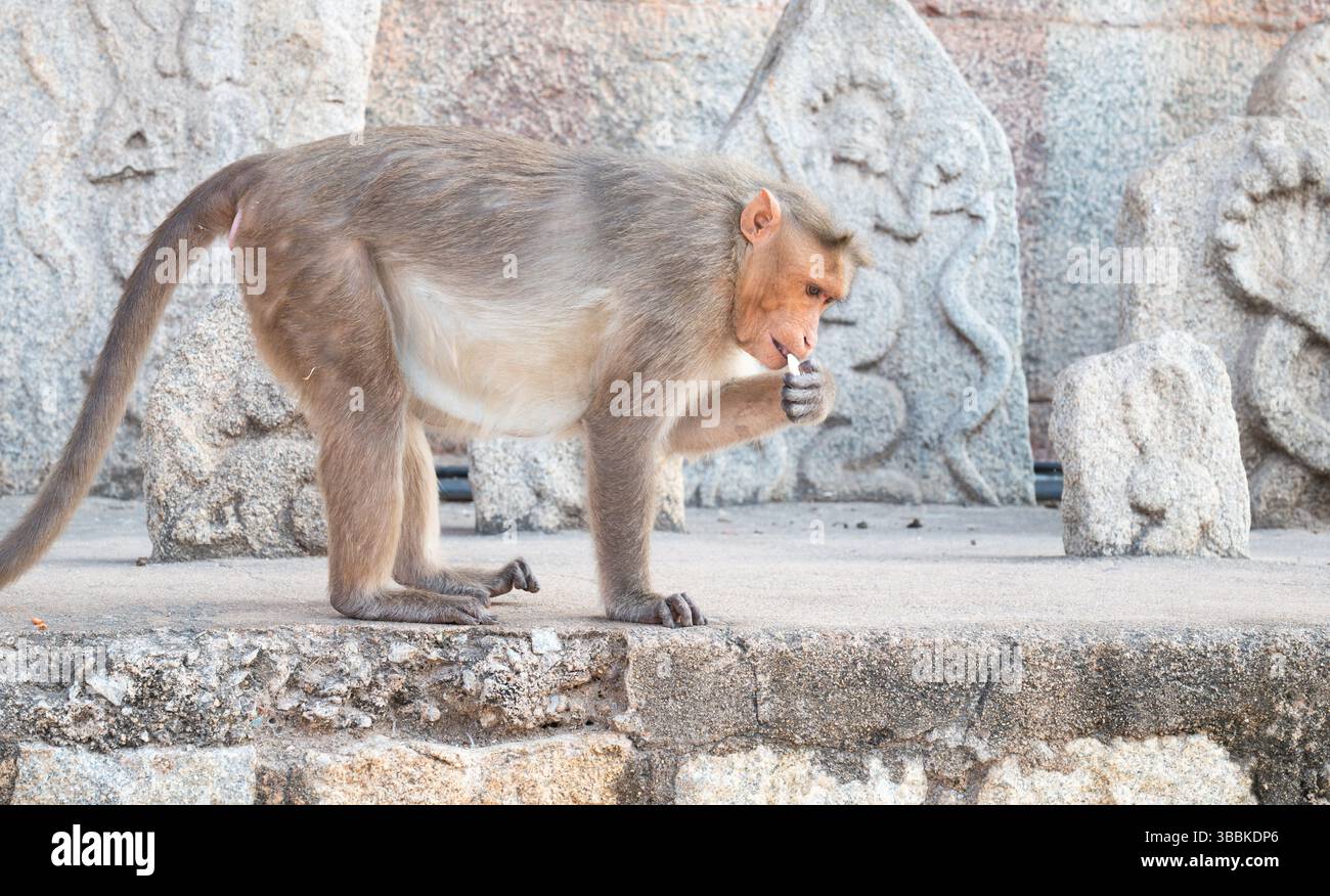 Barbary macaque ape, rhesus monkey living in the Virupaksha temple of ...