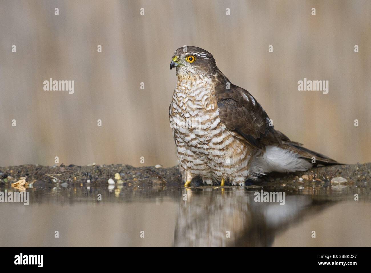 Eurasian Sparrowhawk (Accipiter nisus) at a waterhole, Subotica, Serbia ...