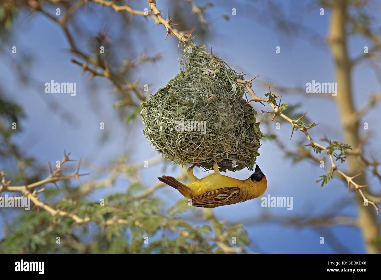 African southern masked weaver, Ploceus velatus, build the green grass ...