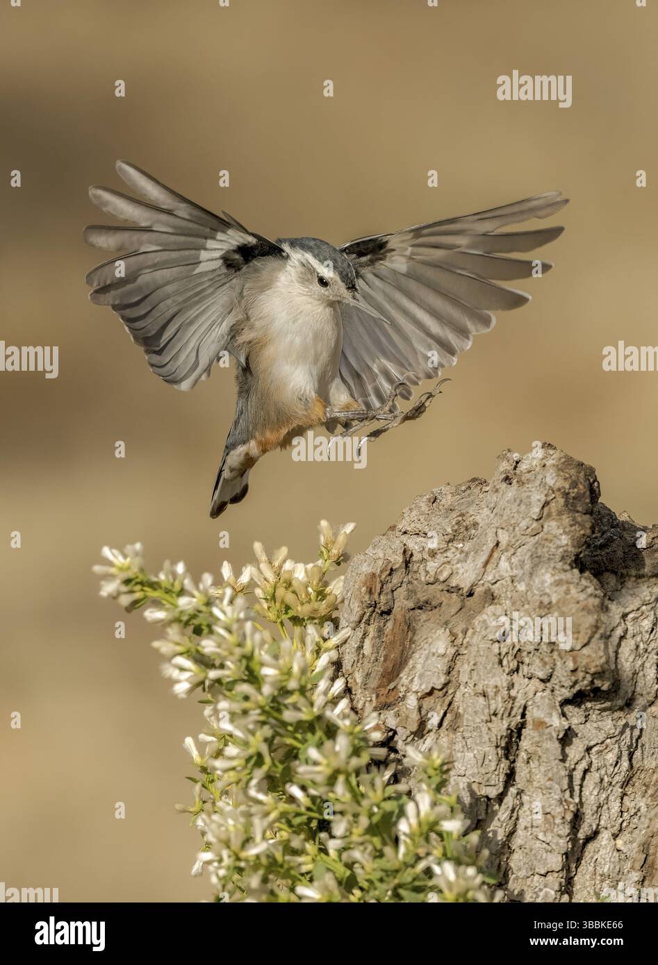 White-breasted Nuthatch (Sitta carolinensis) approaching a tree stump ...