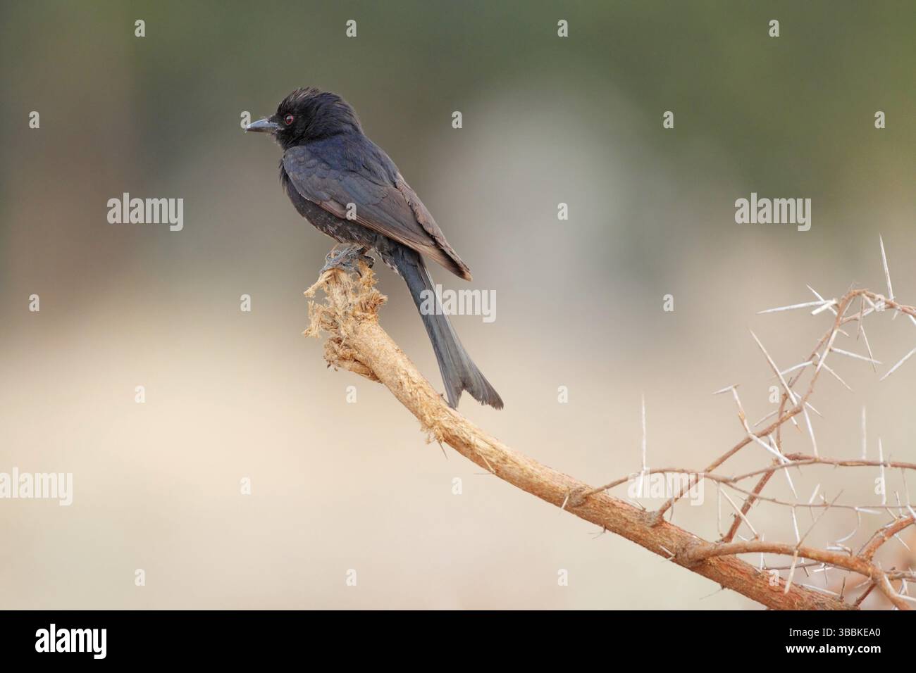 Fork-tailed Drongo (Dicrurus adsimilis), Namibia, Africa Stock Photo ...