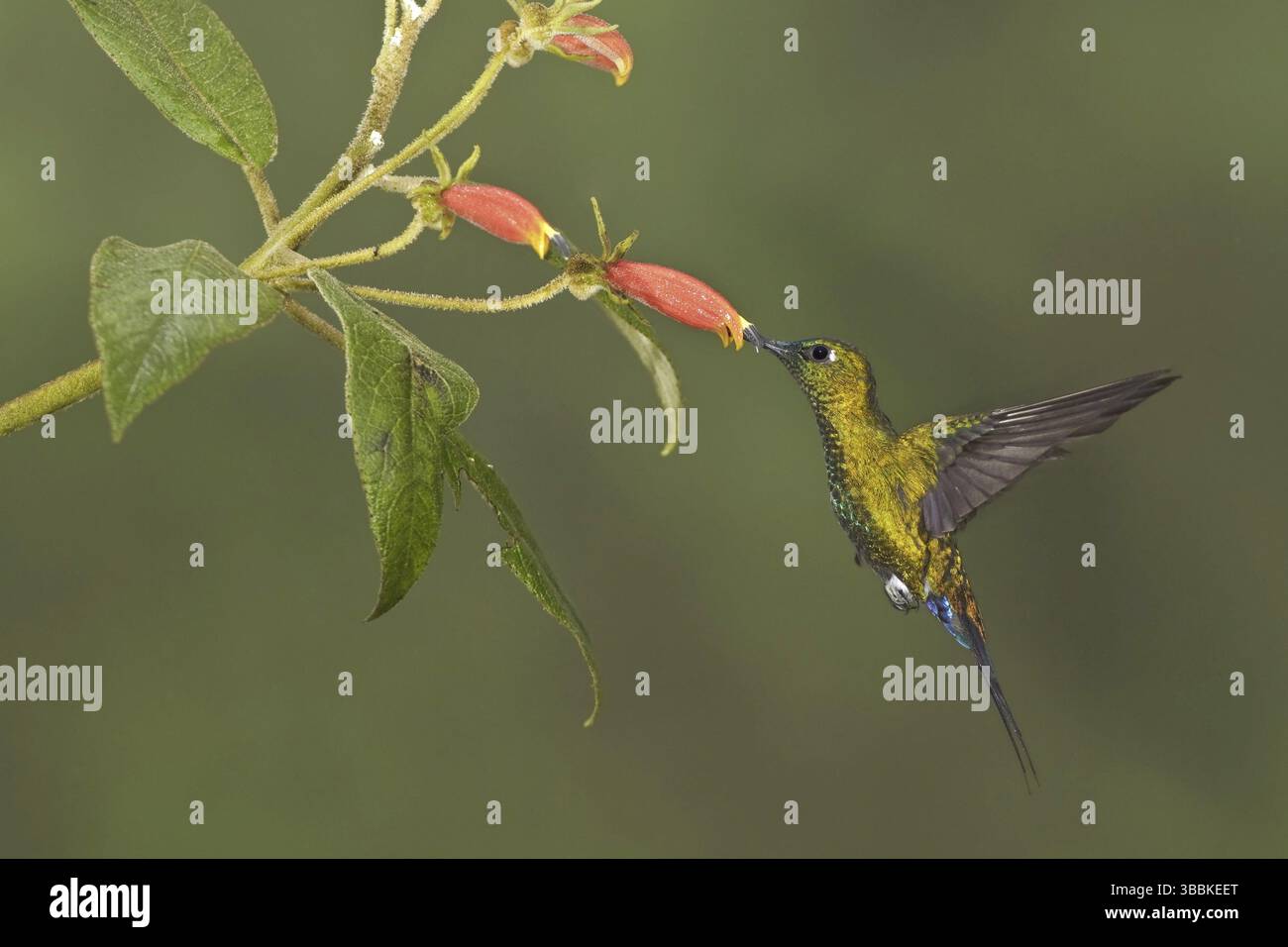 Sapphire-vented Puffleg (Eriocnemis luciani), Ecuador, South America ...