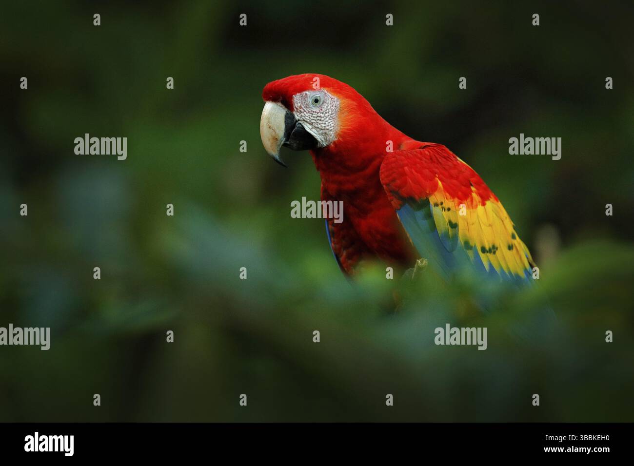 Red parrot. Detail close-up of parrot Scarlet Macaw, Ara macao, bird sitting on the branch with ...