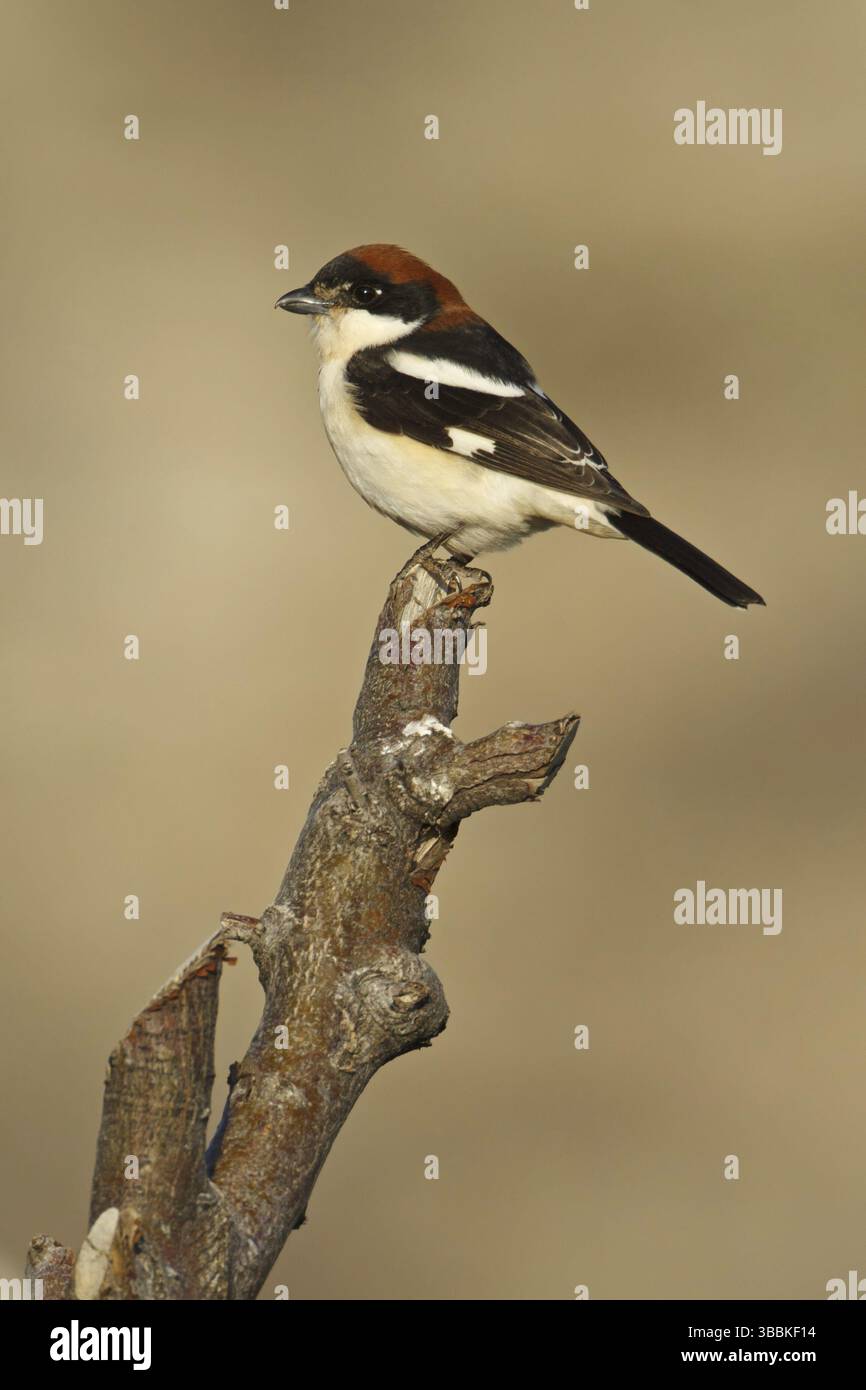 Woodchat Shrike (Lanius senator), Adyaman, Turkey, Asia Stock Photo - Alamy