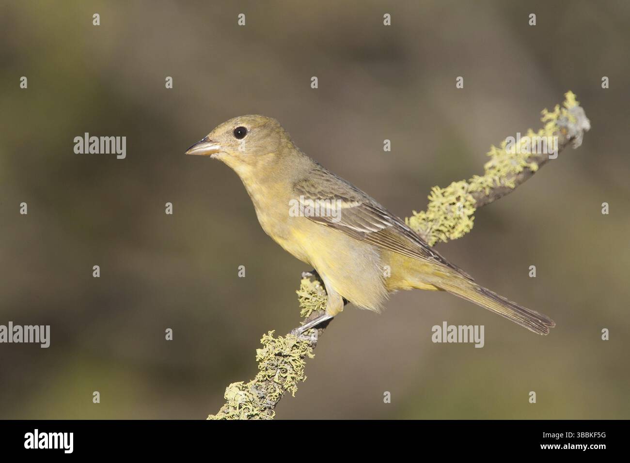 Western Tanager (Piranga ludoviciana) female, California, USA, North ...