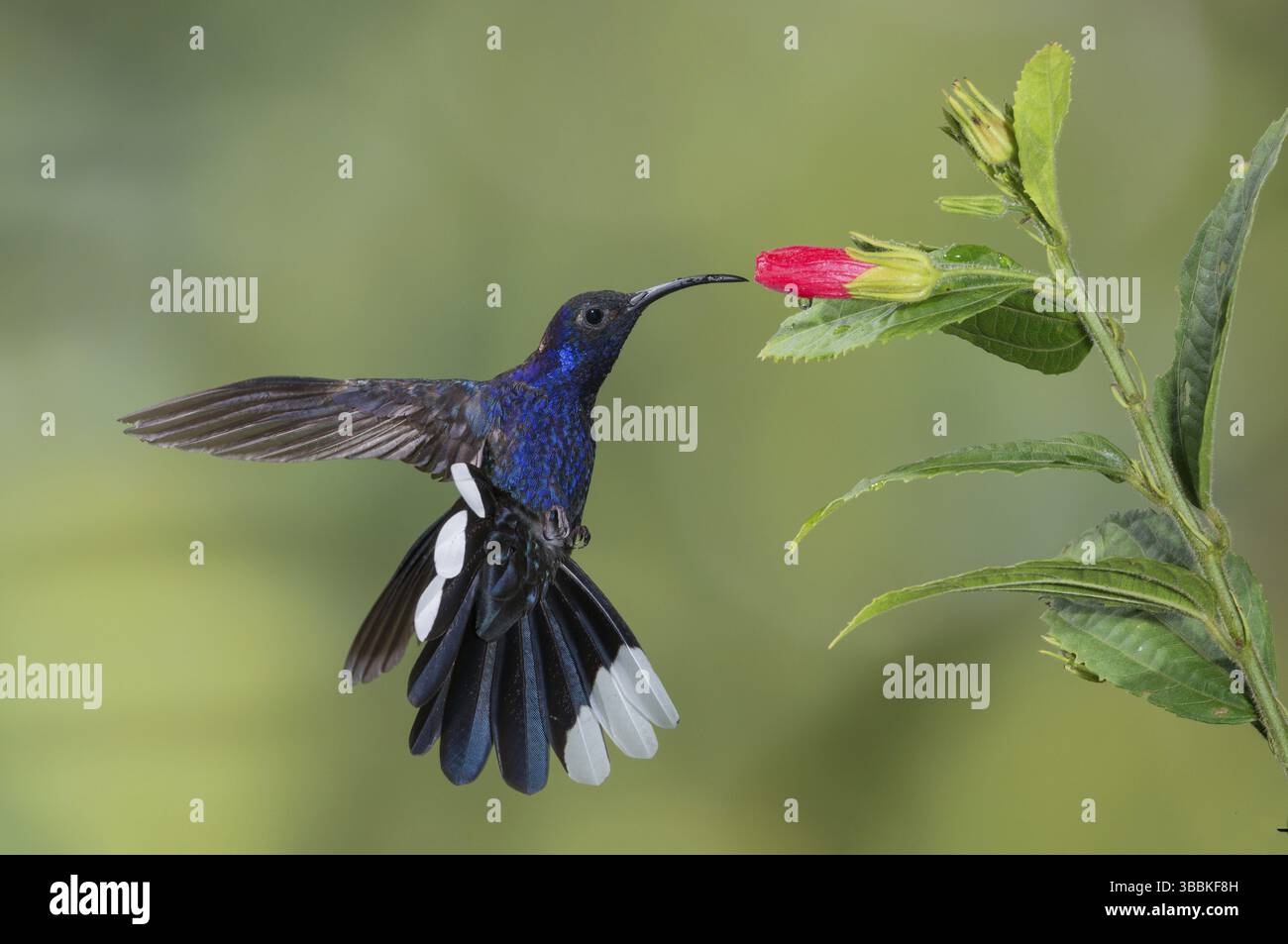 Violet Sabrewing (Campylopterus hemileucurus), Costa Rica, Central ...