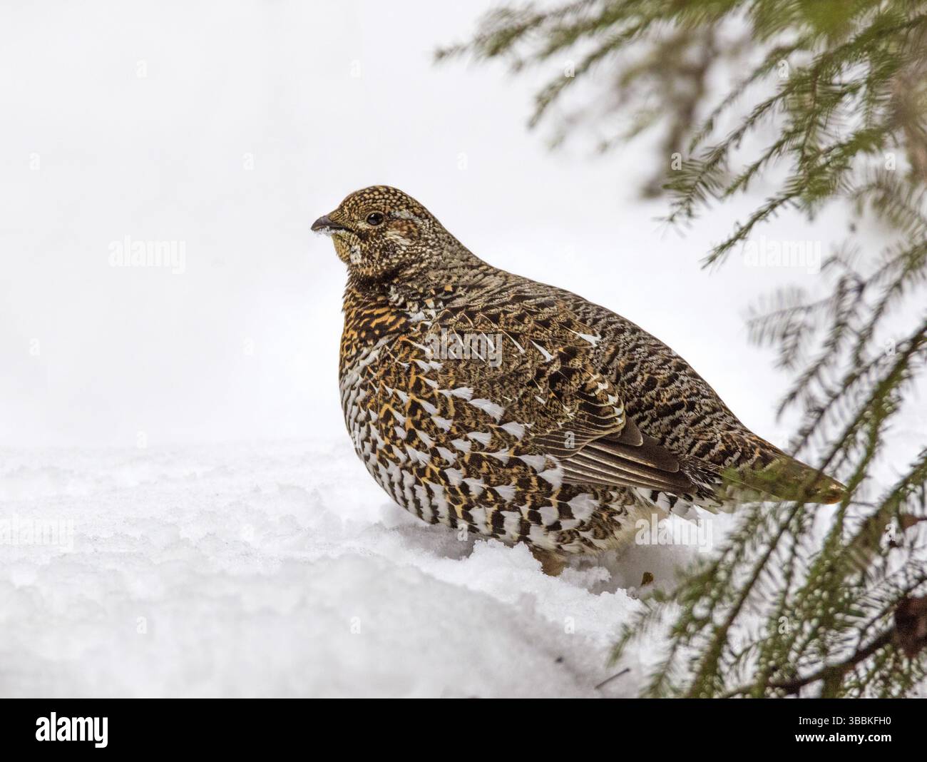 Spruce Grouse (Falcipennis canadensis) female, Saskatchewan, Canada ...