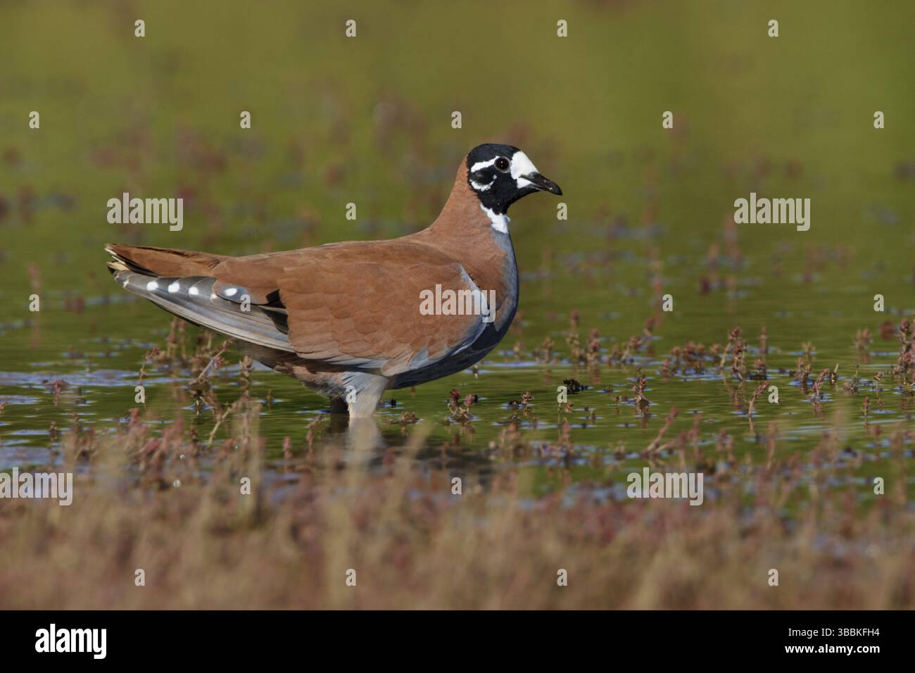 Flock Bronzewing (Phaps histrionica) male, New South Wales, Australia ...