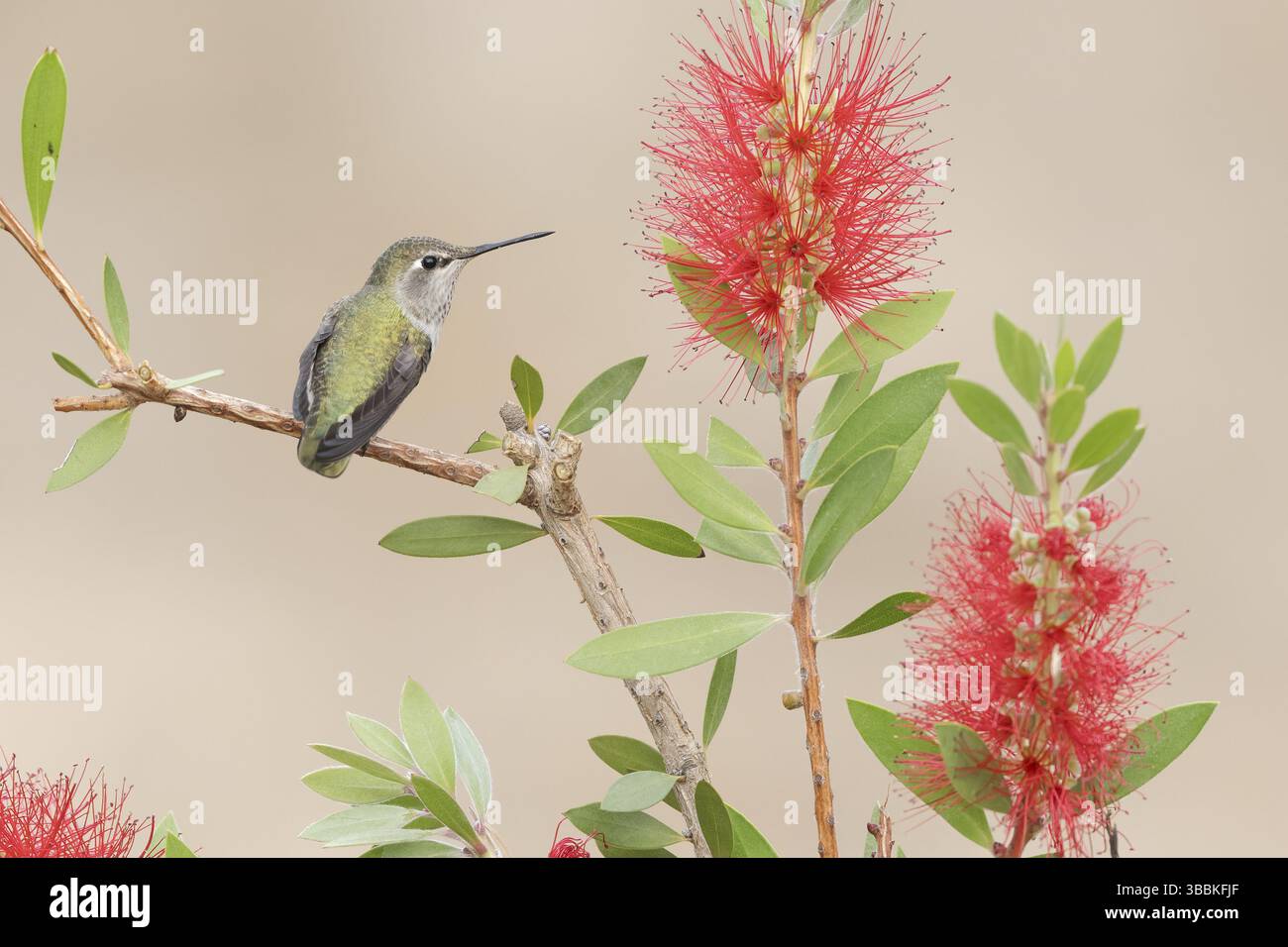 Anna's Hummingbird (Calypte anna) female, California, USA, North ...