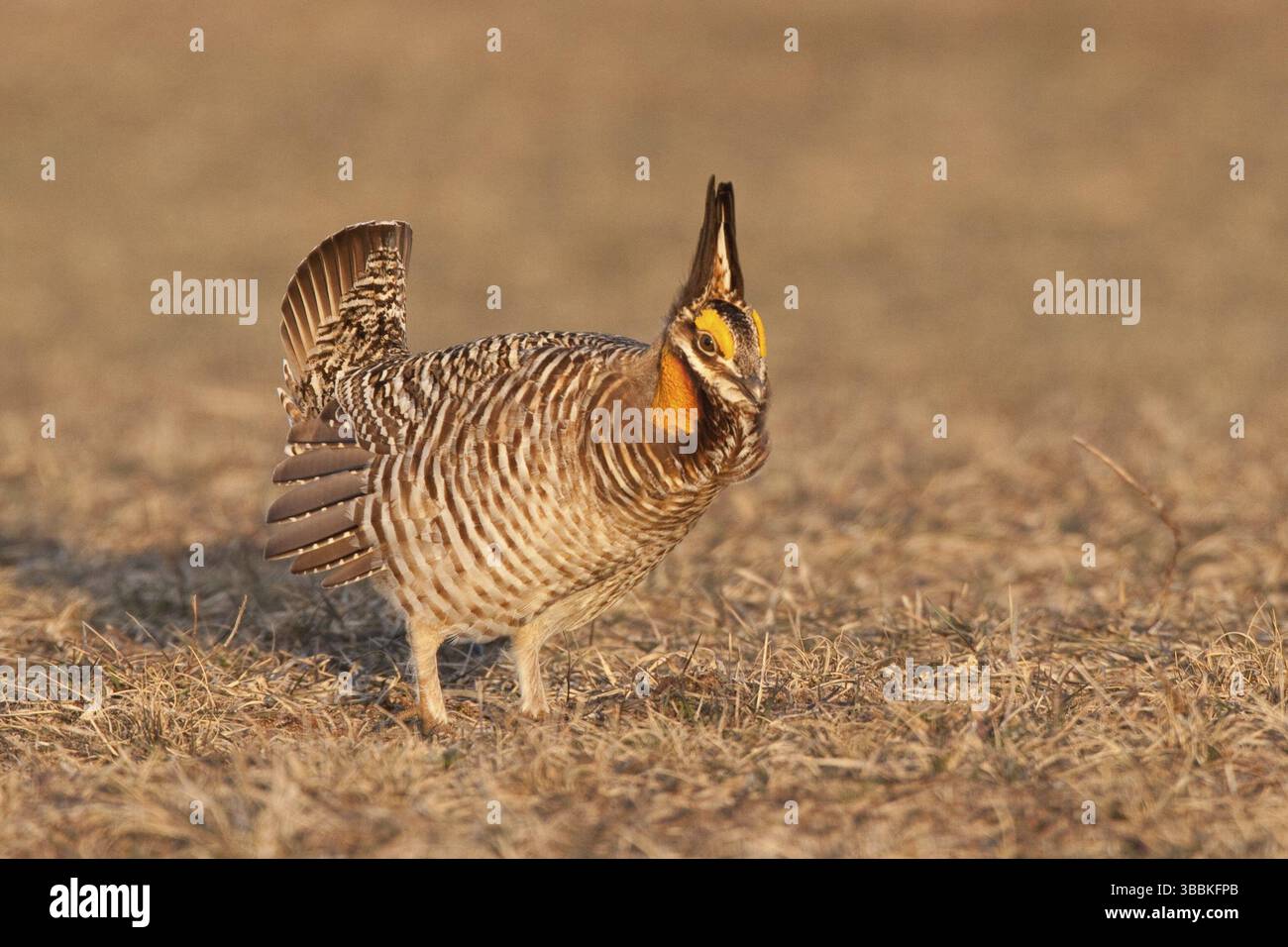 Greater Prairie Chicken (Tympanuchus cupido) male mating, Wisconsin ...