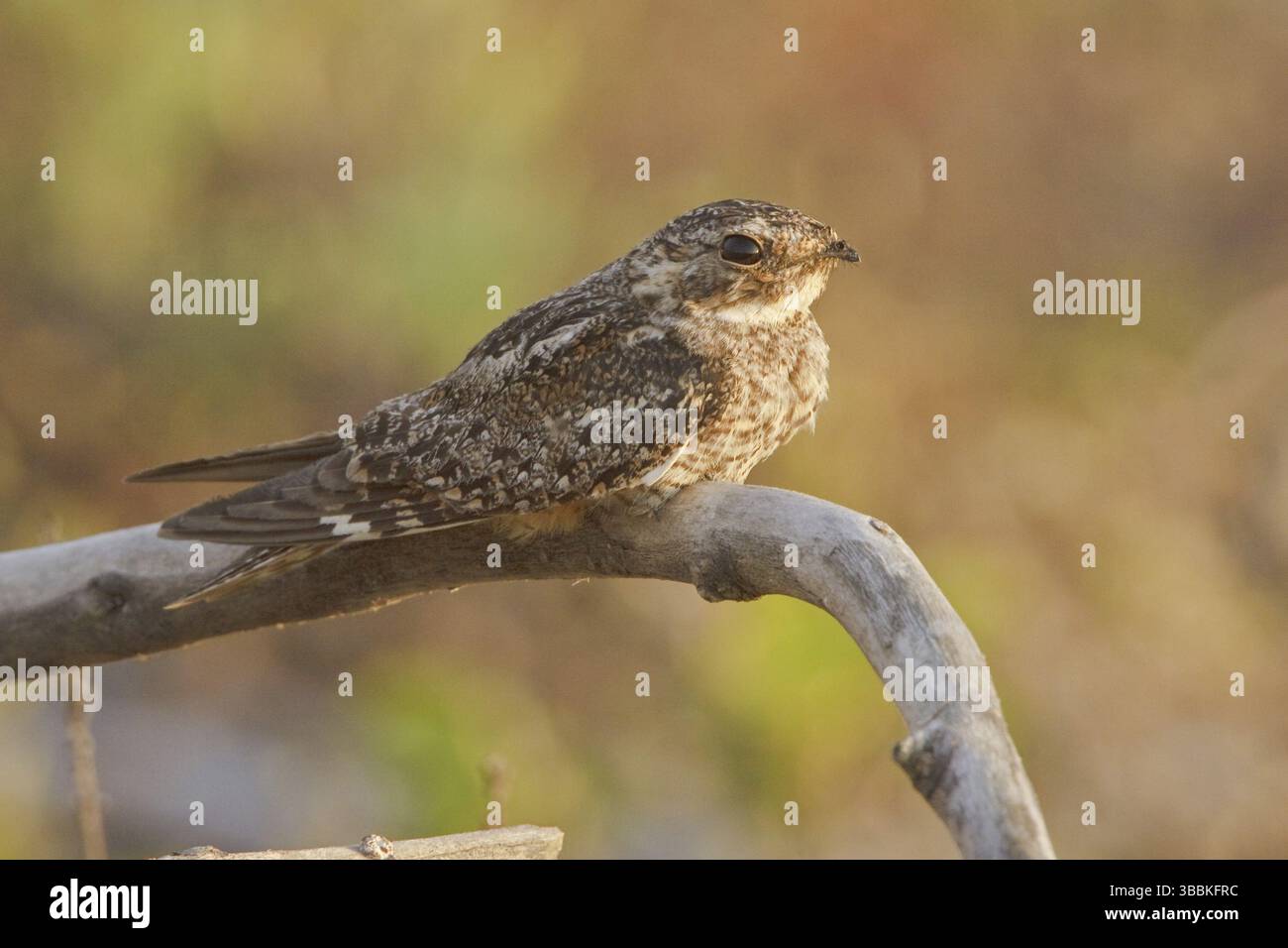 Anthony's Nightjar (Nyctidromus anthonyi), Ecuador, South America Stock ...