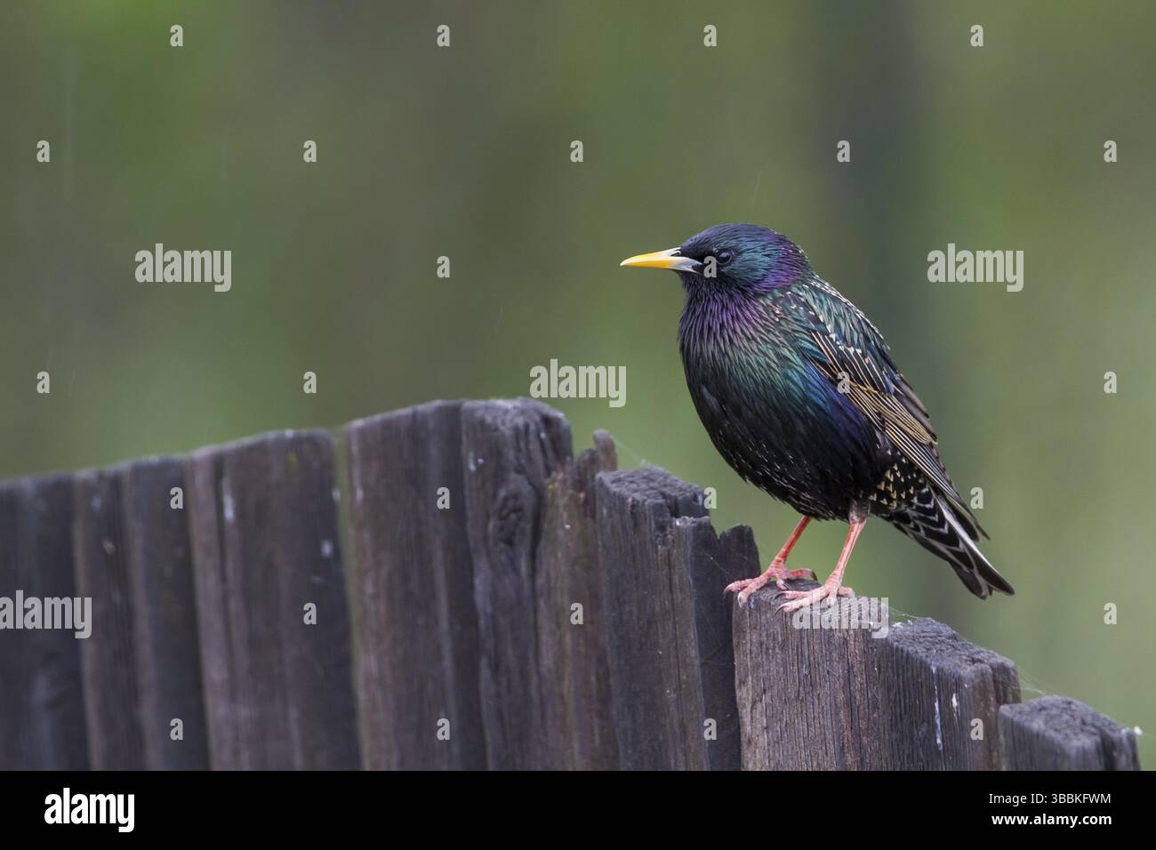 Common Starling - Star - Sturnus vulgaris ssp. vulgaris, Germany, adult ...