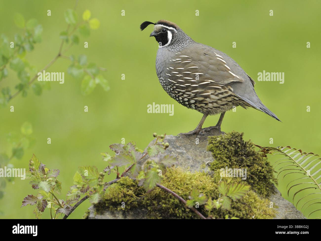 California Quail (Callipepla californica) male, Canada, North America ...