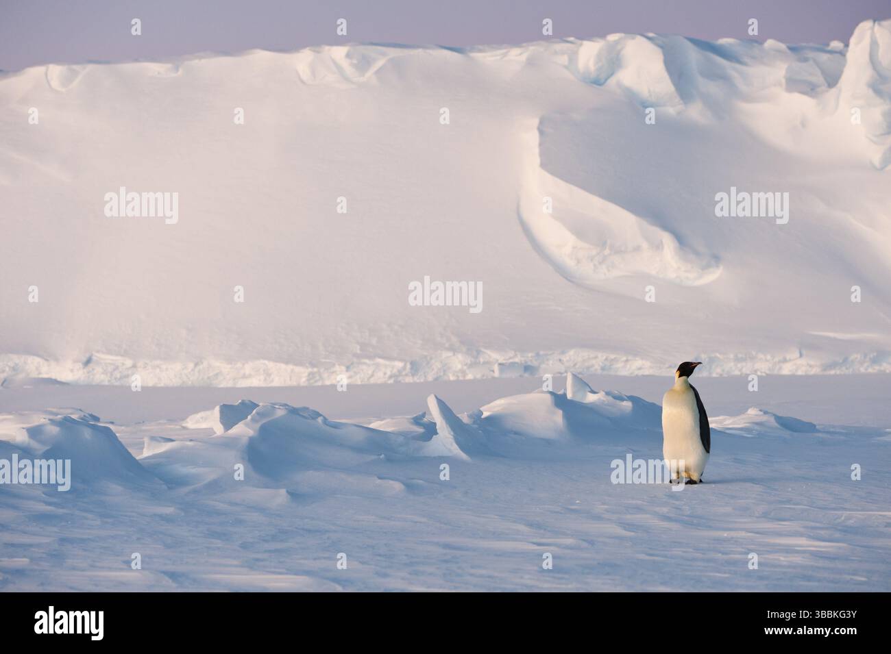 Emperor Penguin (Aptenodytes forsteri), Queen Maud Land, Antarctica ...