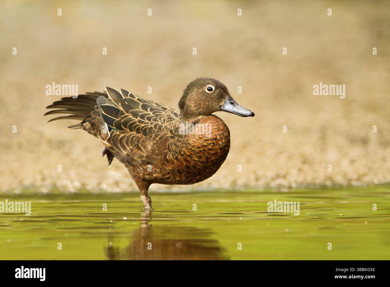 Brown Teal (Anas chlorotis) female, North Island, New Zealand, Oceania ...