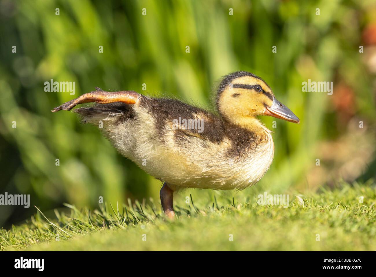Mallard settling in hi-res stock photography and images - Alamy