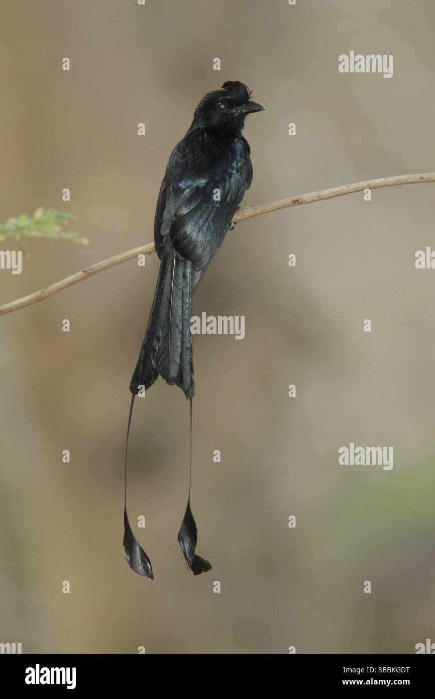 Greater Racket-tailed Drongo (Dicrurus paradiseus), Kaeng Krachan ...