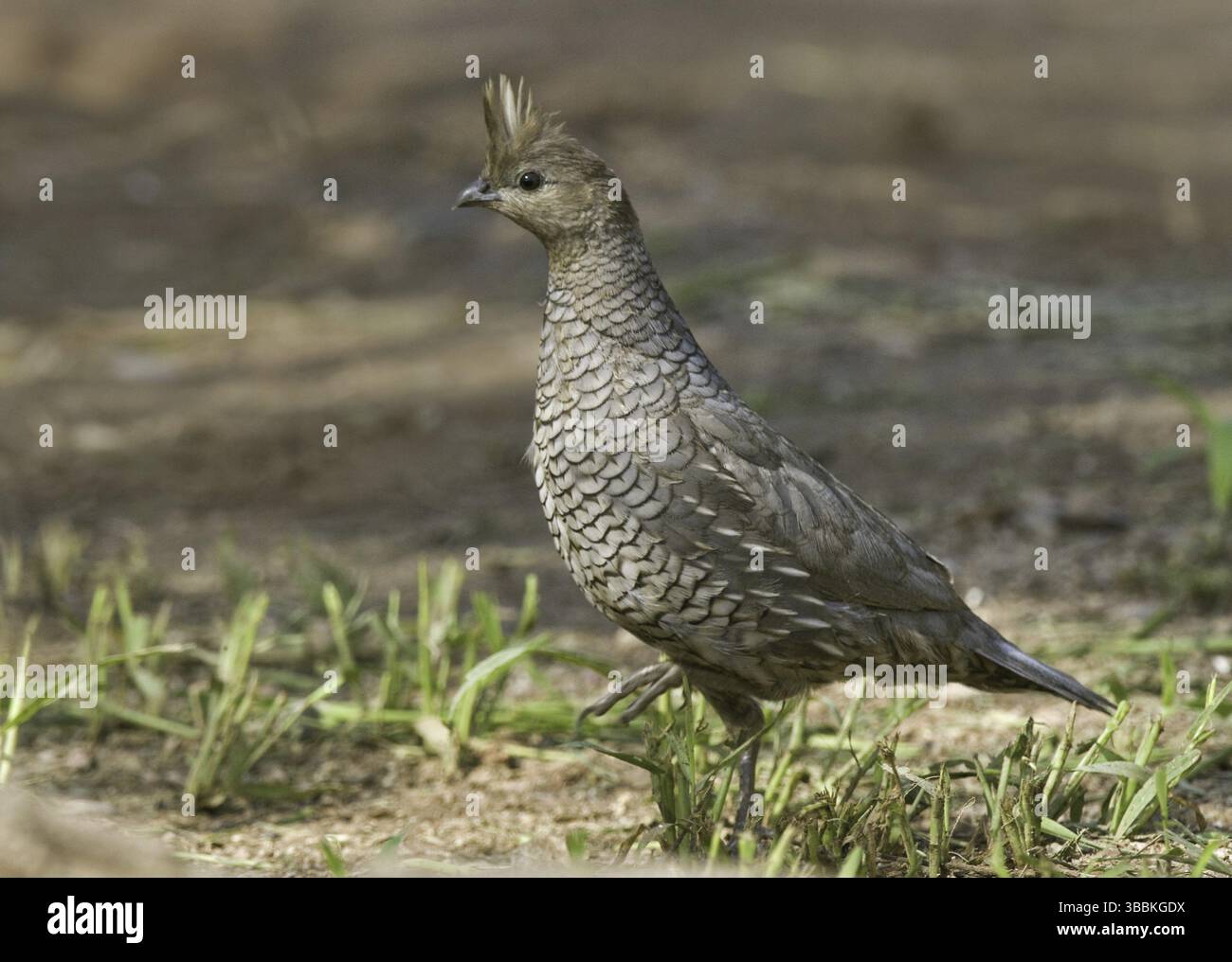 Scaled Quail (Callipepla squamata), Arizona, USA, North America Stock ...